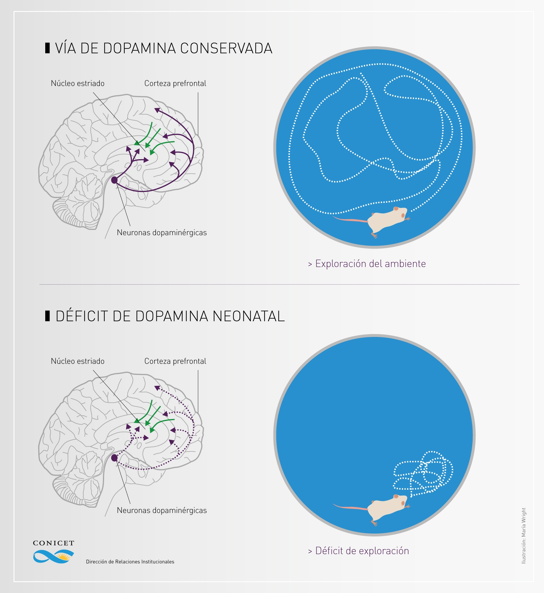 La dopamina y la exploración | CONICET