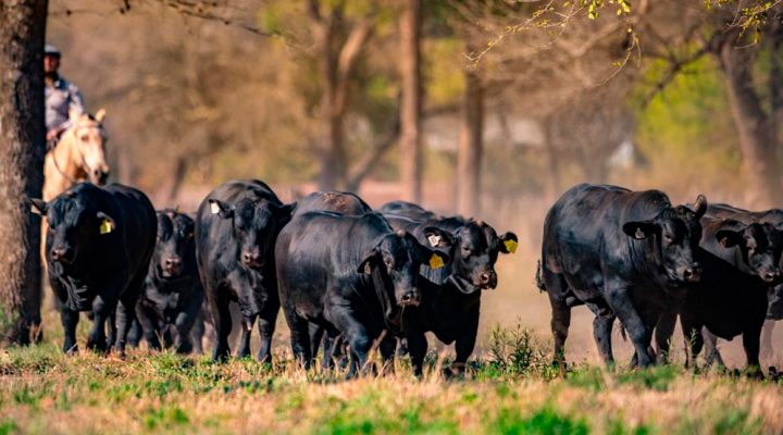 Premio a la articulación público-privada que impulsa la ganadería Brangus en Argentina y la ...