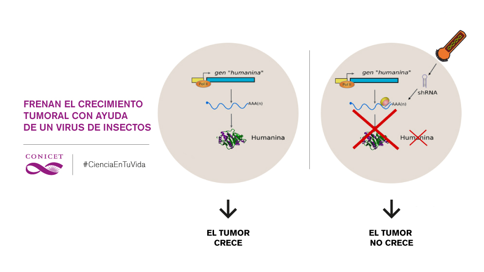 Frenan el crecimiento tumoral con ayuda de un virus de insectos | CONICET