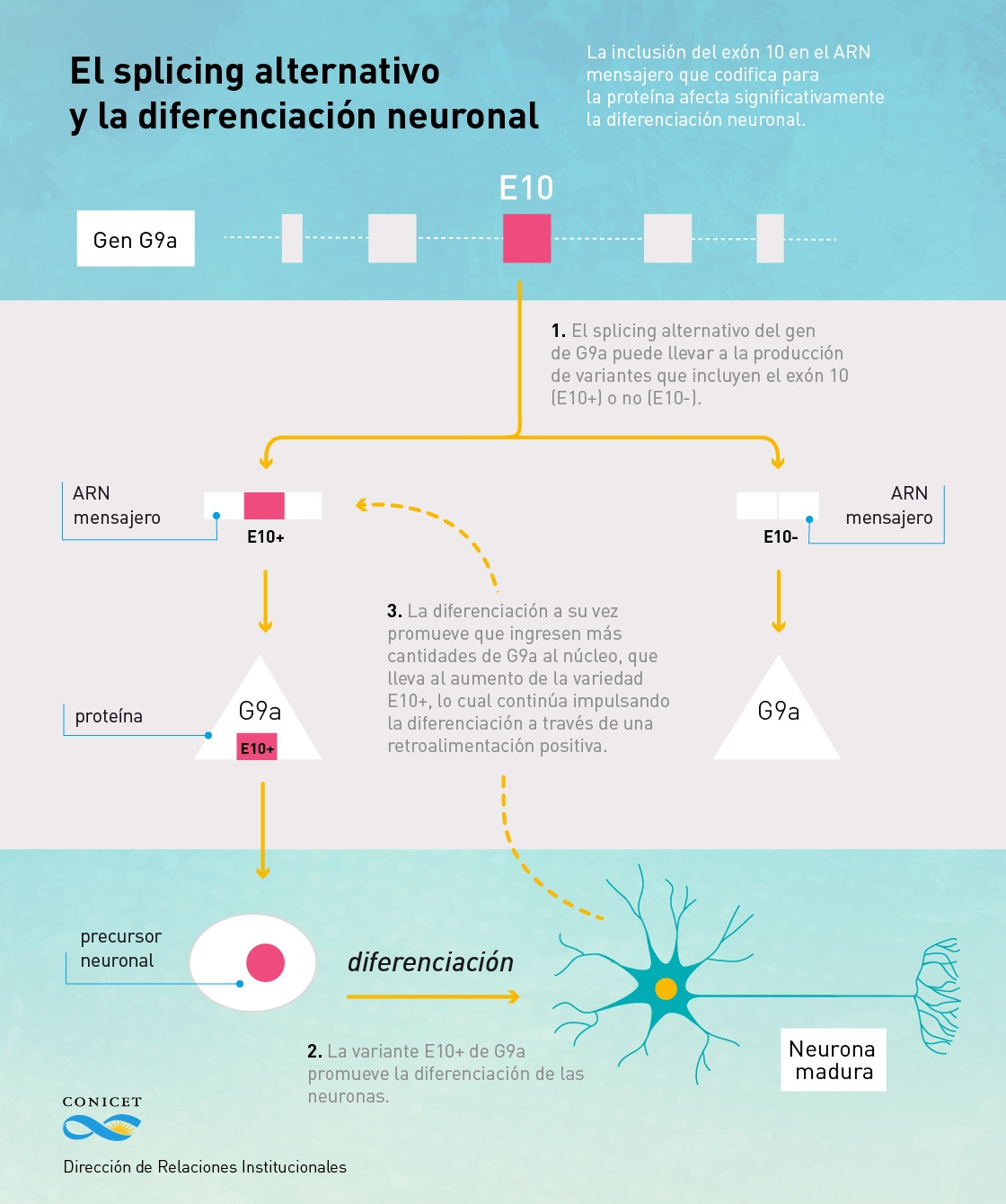 El splicing y la diferenciación neuronal | CONICET