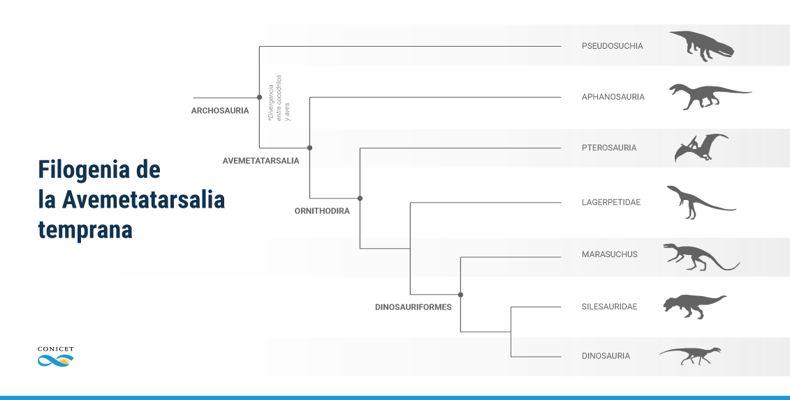 El antepasado más antiguo de las aves y los dinosaurios | CONICET