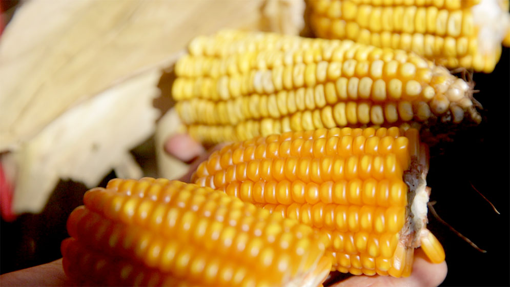 Ir al grano | CONICET