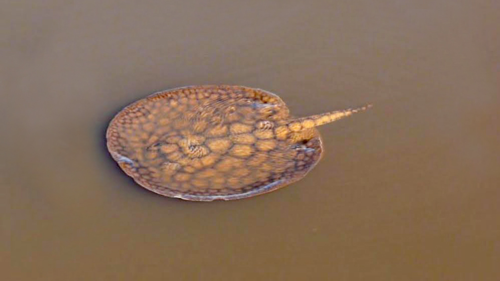 La raya gigante de río, amenazada por la pesca y la pérdida de hábitat ...