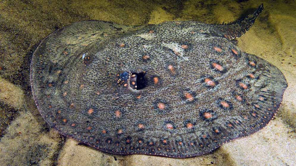 Disminuyen las poblaciones de rayas de río, una especie poco conocida ...