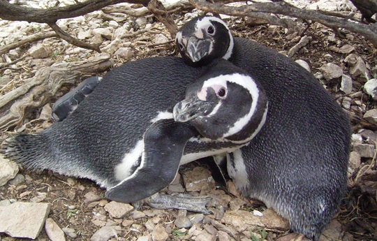 Applied technology for animals: penguins to watch and learn | CONICET