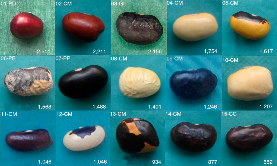 Researchers prove that early Andean bean agriculture preserved the ...